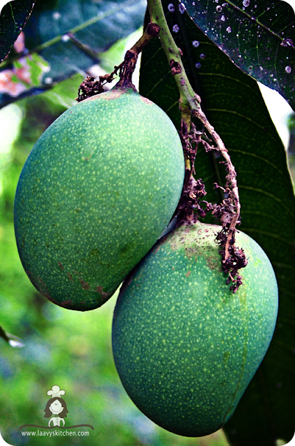 Laavy's Kitchen - A food blog by Laavy: Seasoned Raw Mangoes - Summer ...