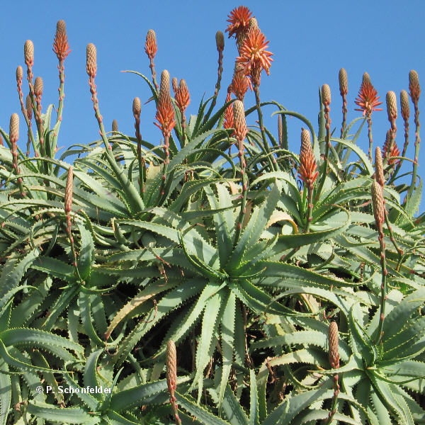 Interzone Stroke Blog: Aloe Arborescens, le prodigiose proprietà
