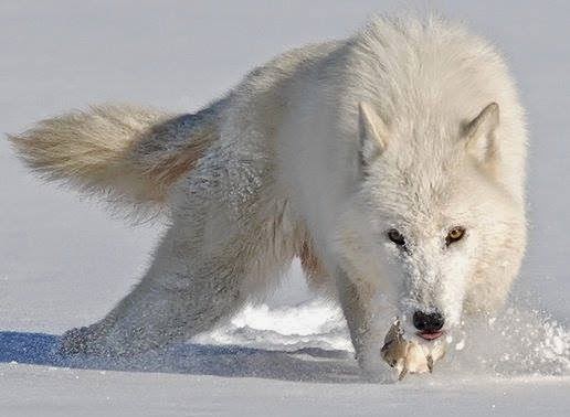 Eternul Dac: Legenda Lupului Dacic, Legenda Marelui Lup ALB