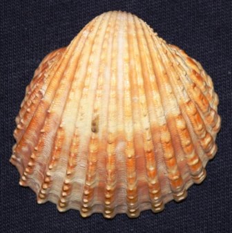 colectia de scoici: Colectia de SCOICI MARINE