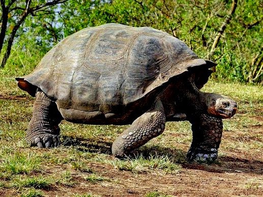 The Flying Tortoise: A Cacti Diet Helps Save The Giant Galapagos ...