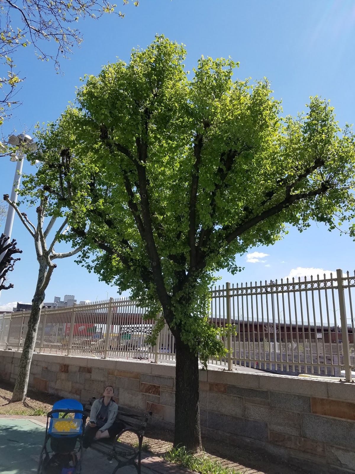 Queens Crap: Parks keeps butchering trees at Old Hickory Park