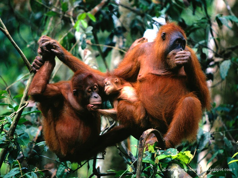 Red Chimpanzees With Baby - Download All Kinds Of Wallpapers