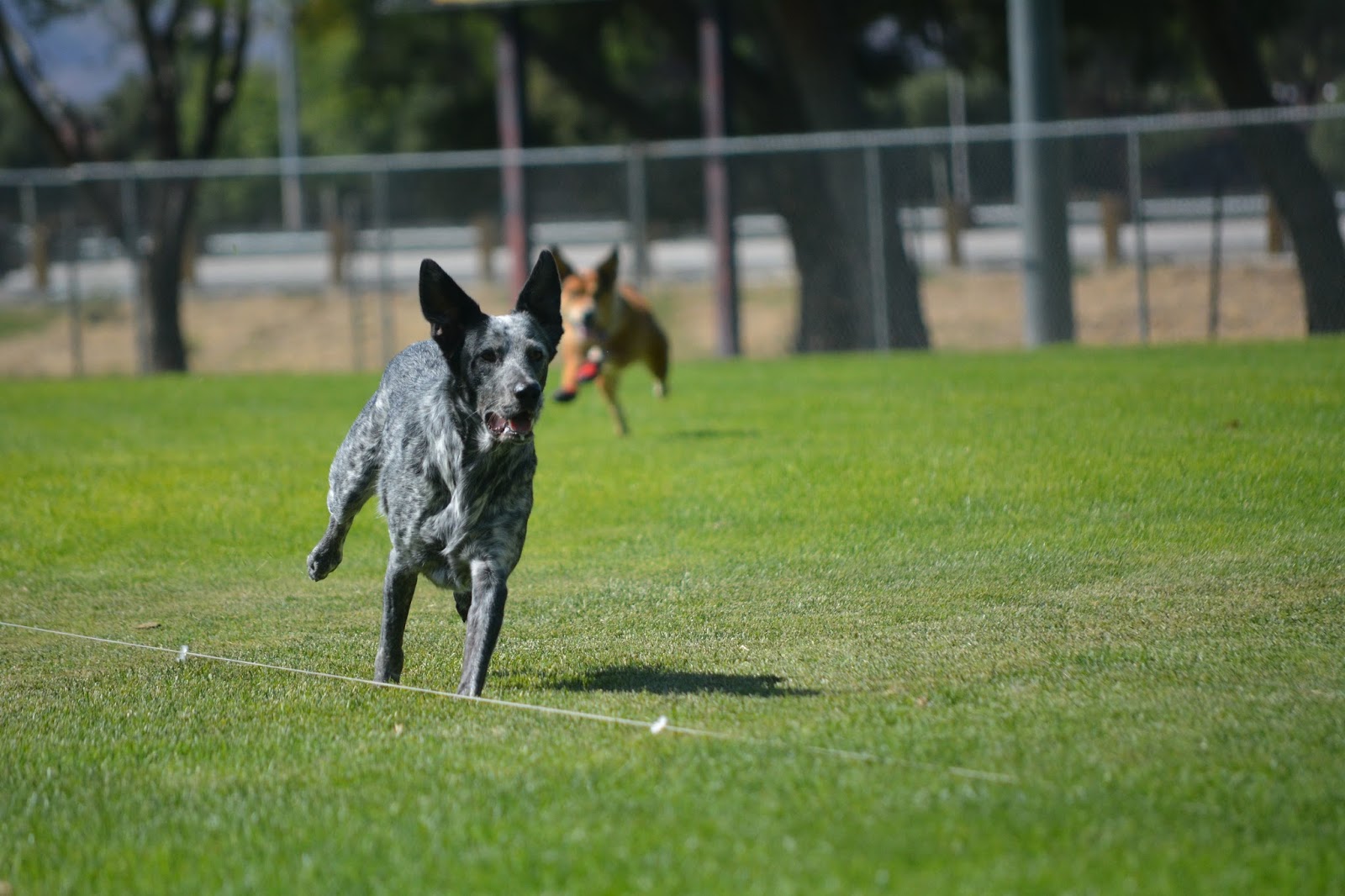 The Dog Geek: Stupid Lure Coursing Pictures