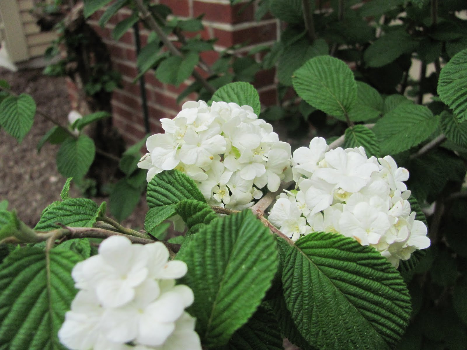 planted cloud: Viburnum plicatum 'Popcorn'