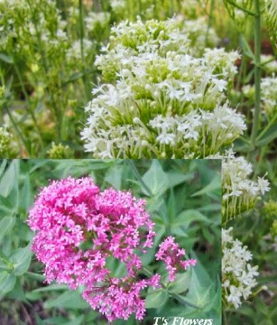 Seminte si plante de gradina hobby: Valeriana alba-Centranthus ruber