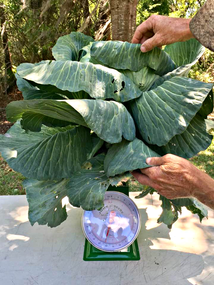 {This and That and a WHOLE lot of CABBAGE}