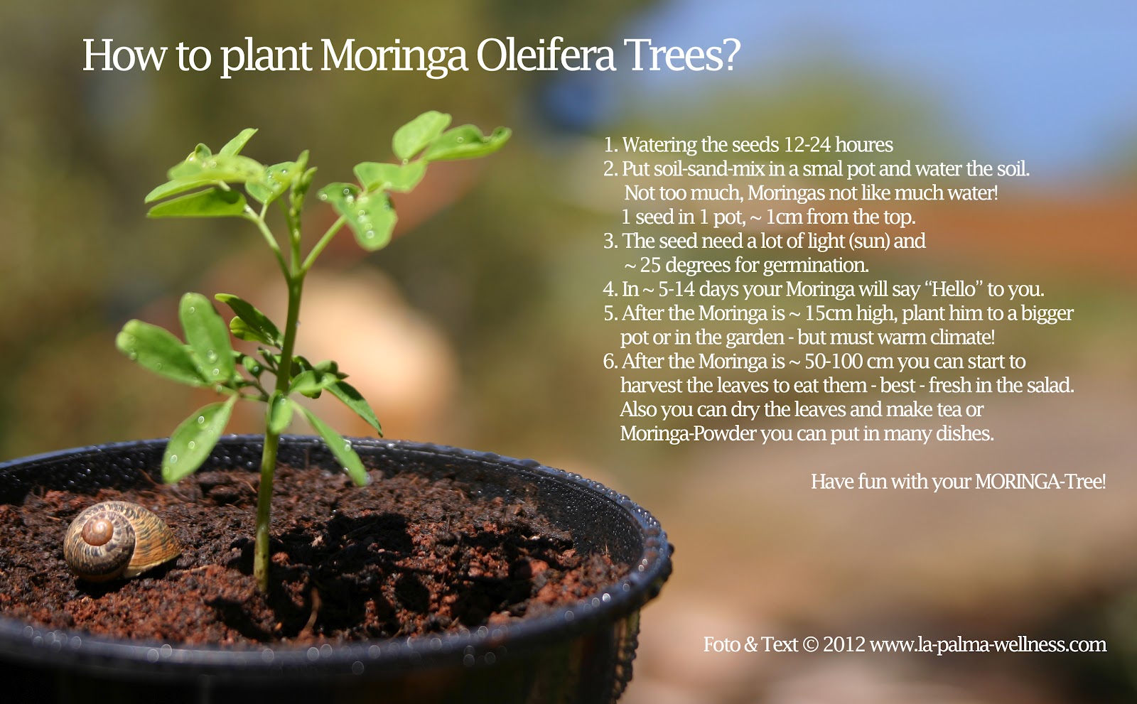 Natural Health Revolution — How to plant Moringa Oleifera Trees