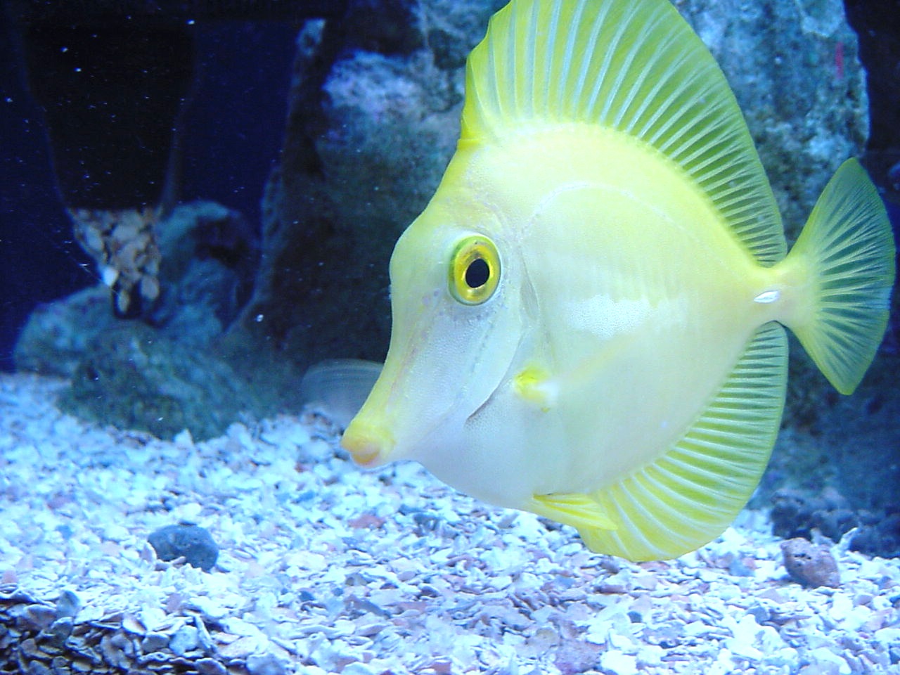 My Amazing Things Blog: Beautiful fishes photos