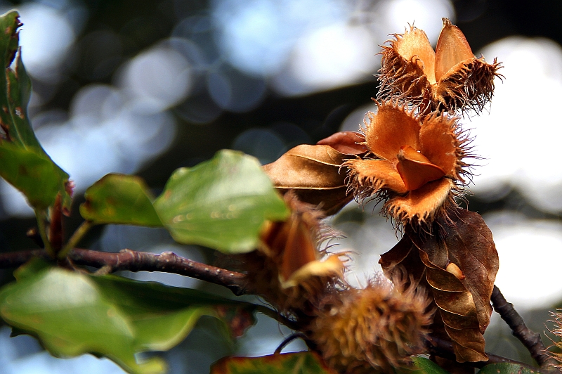 Naturwunder ...: Buchecker