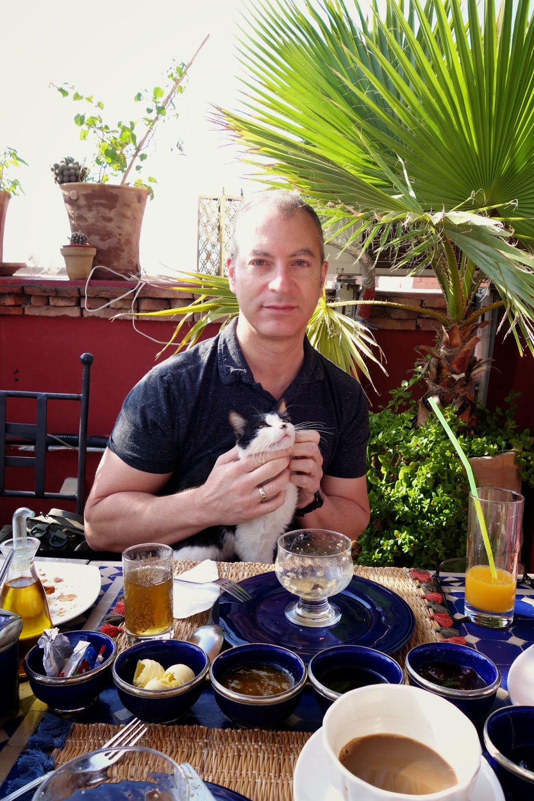 Dr. Plotnick's Moroccan Cat Adventure - Day 3 – Marrakech - animal world