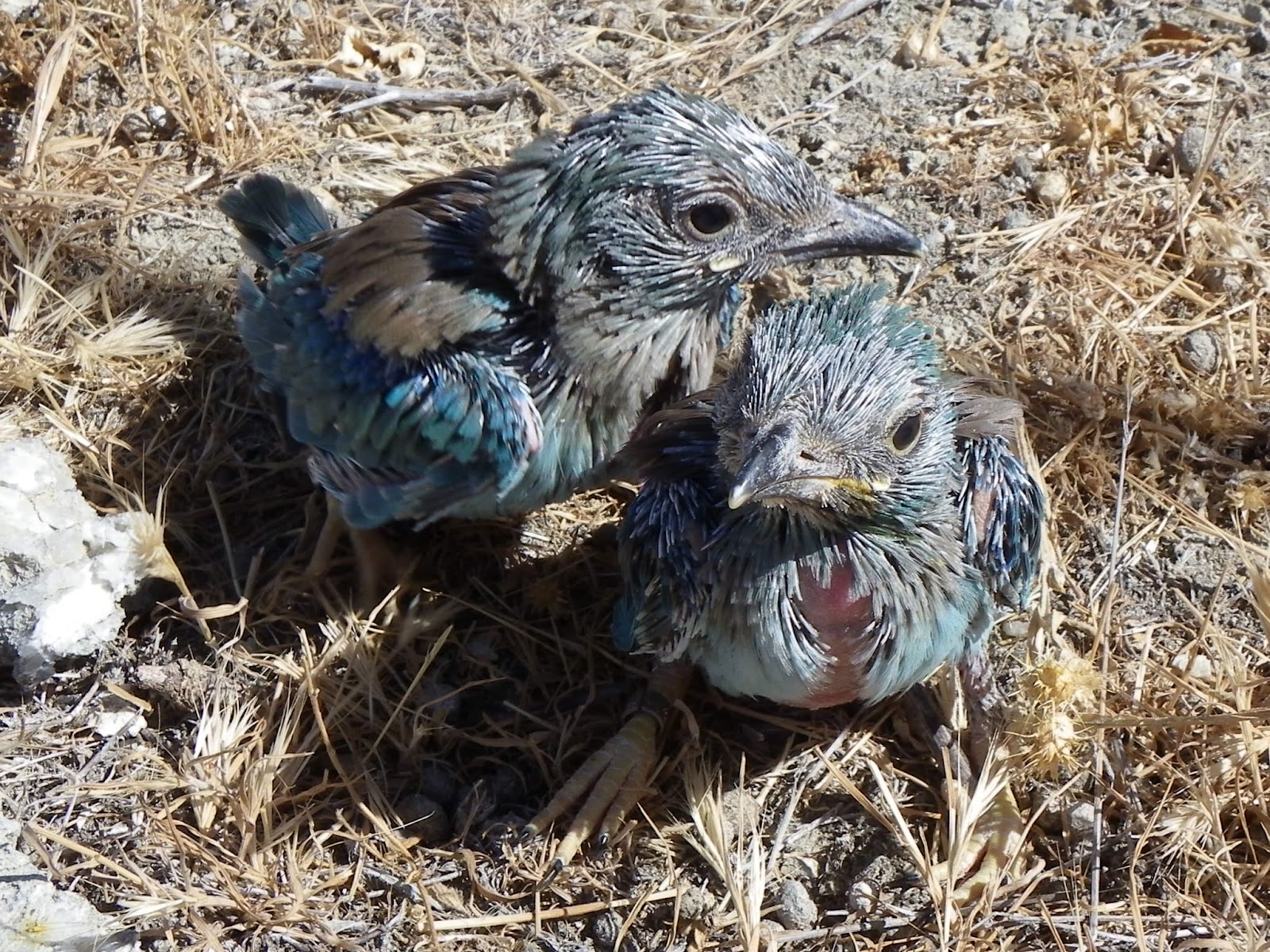 - ÁLULA -: CARRACA: AVE DEL AÑO 2012