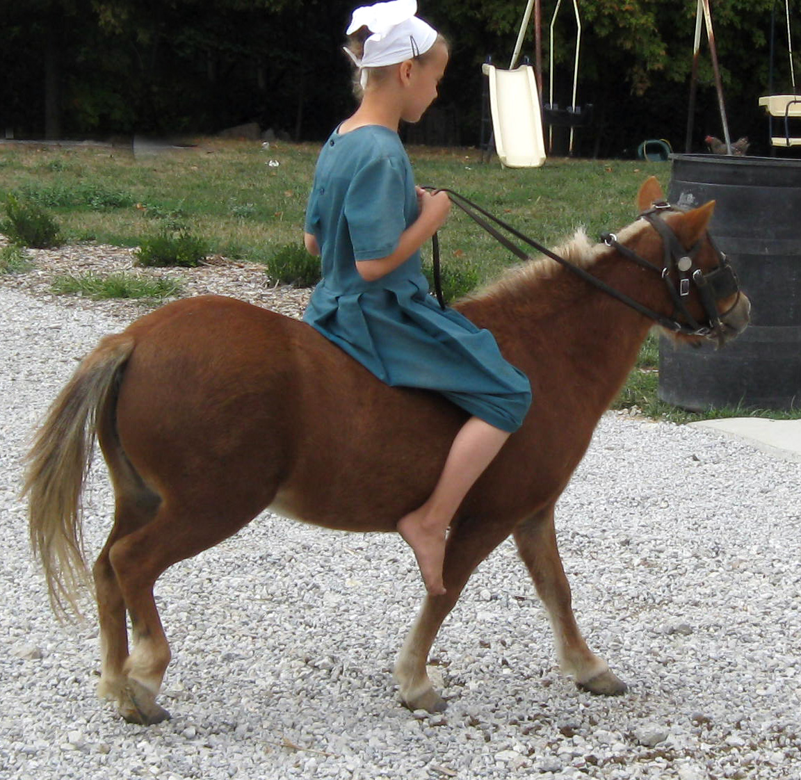 Toad Hill Miniature Horses: Sandy Beach Loves Kids