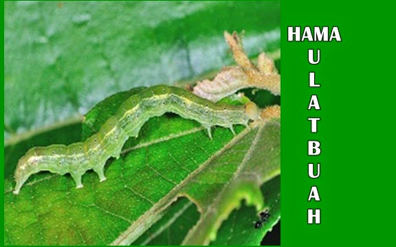 Hama Ulat Buah, [ Pertanian ] | Budidaya