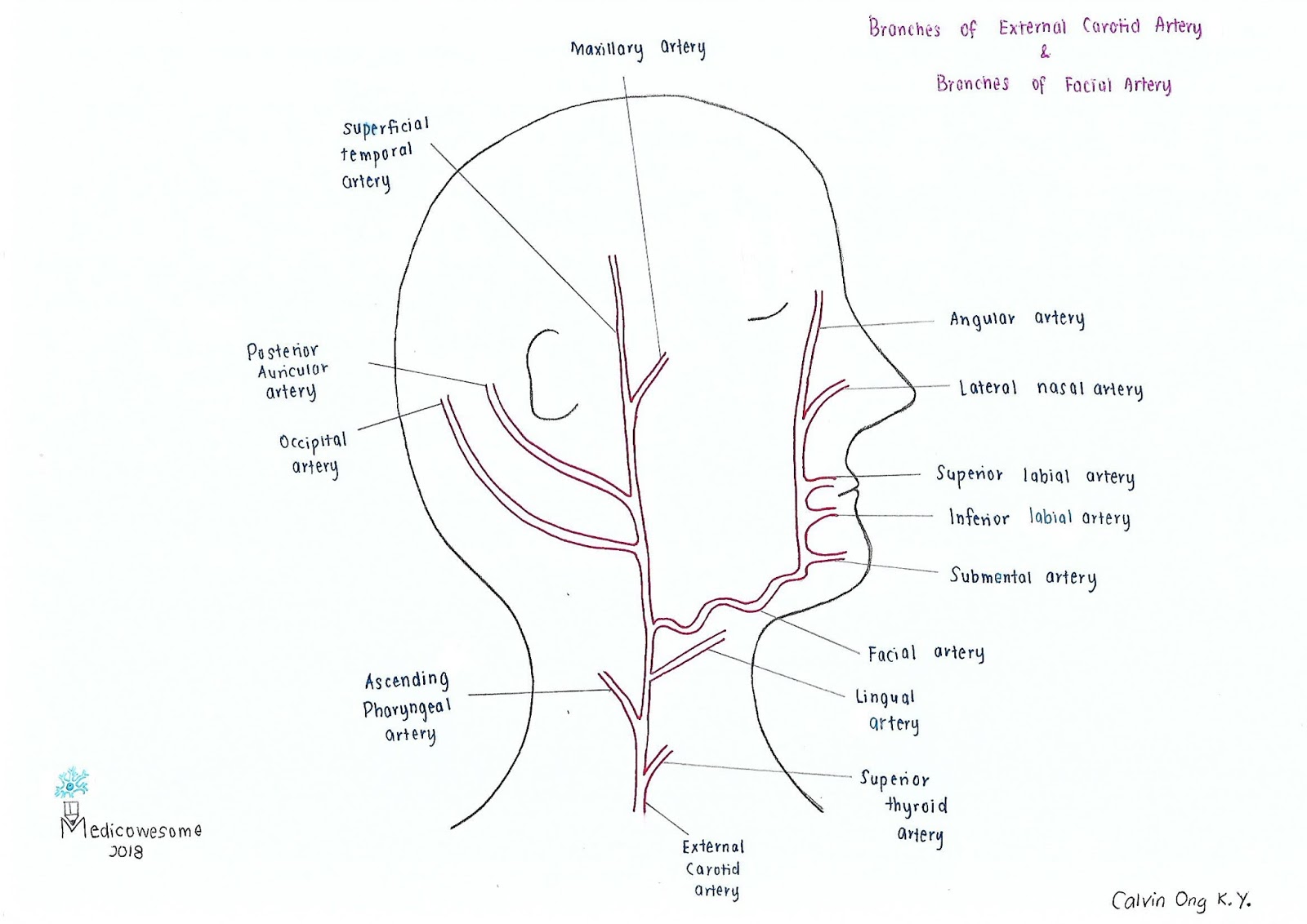 Medicowesome: Arterial Supply of the Head & Neck in a Nutshell!