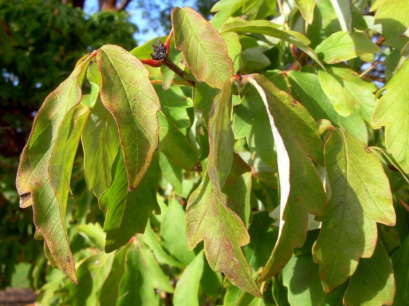 Taxonomía Plantae Magnoliopsida: Phylum Tracheophyta Clase ...