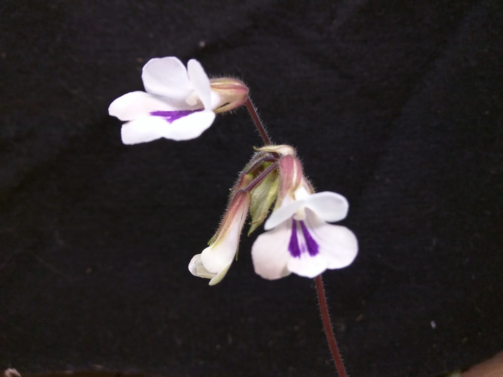 Kev's Orchids: Primulinas in Bloom