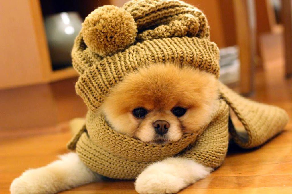 Dit is het schattigste hondje ooit: Boo the Dog | Superlief | Upcoming