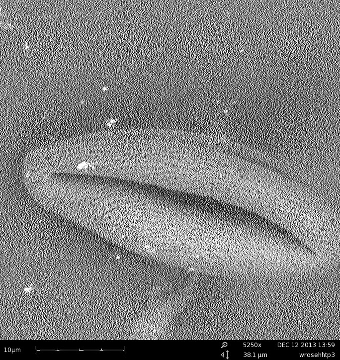 Pollen in the Rose Family : SEM Pictures