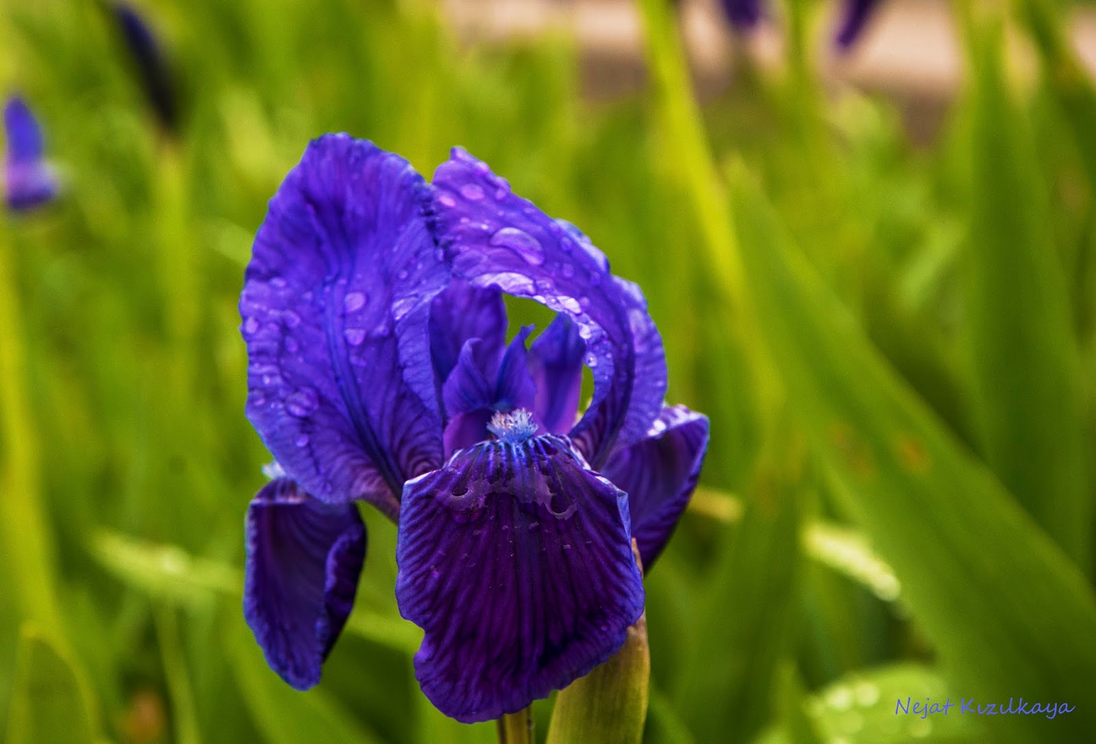 Nejat Kızılkaya photography: MOR ZAMBAK