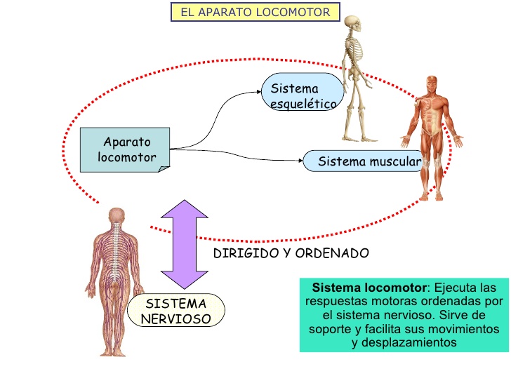 BIOLOGY JR: ÁLBUM DE IMÁGENES DE LA LOCOMOCIÓN Y TIPOS DE LOCOMOCIÓN EN ...