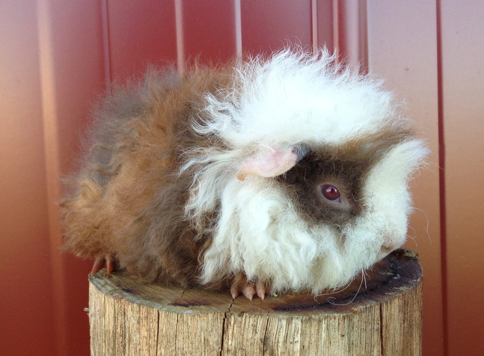 All Things Guinea Pig: Long coated babies growing up