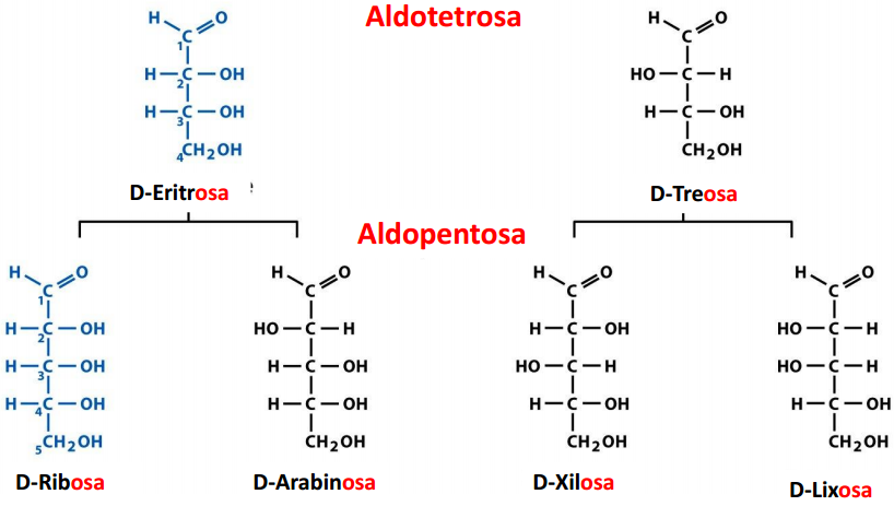 blog-bioquimica: Carbohidratos