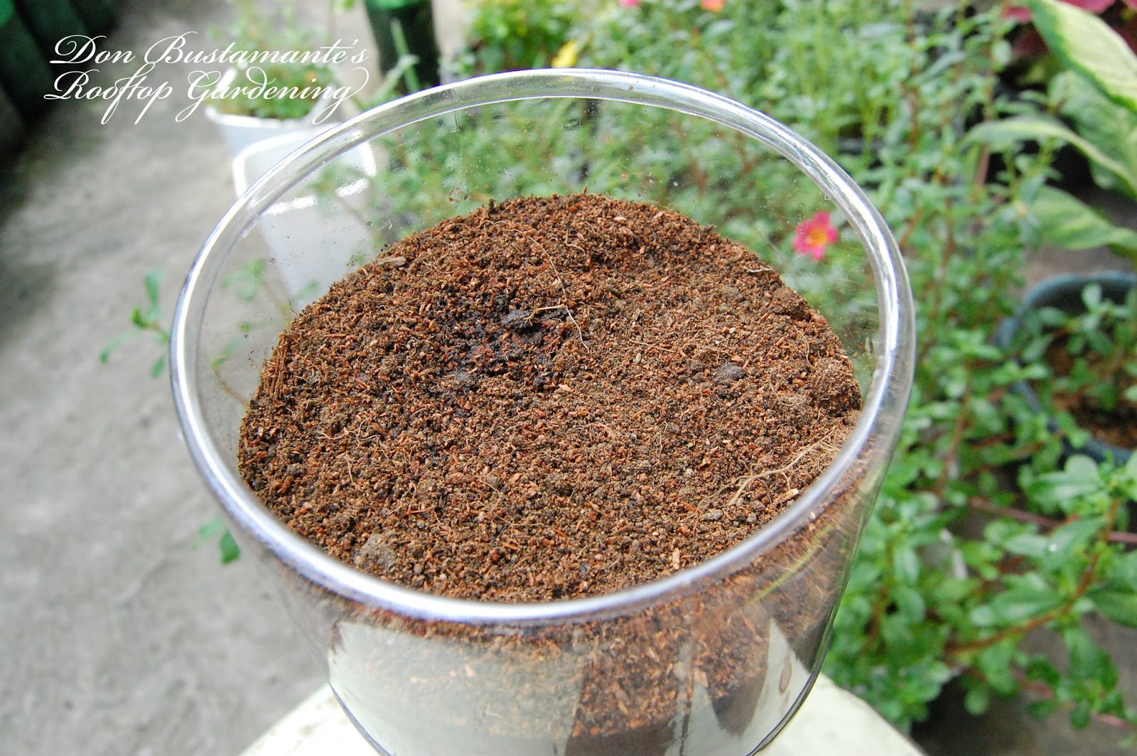 Don Bustamante's Rooftop Garden: How To Plant Pechay In Self Watering ...