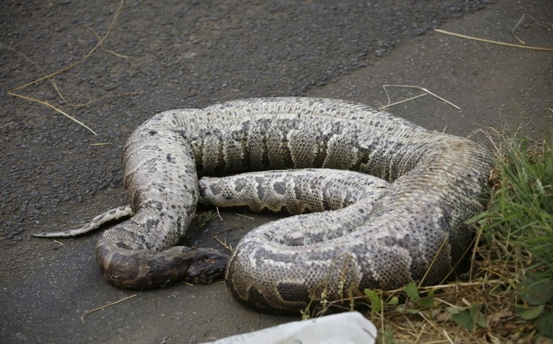 Dead python dumped near Borrowdale Race Course (Pictures)