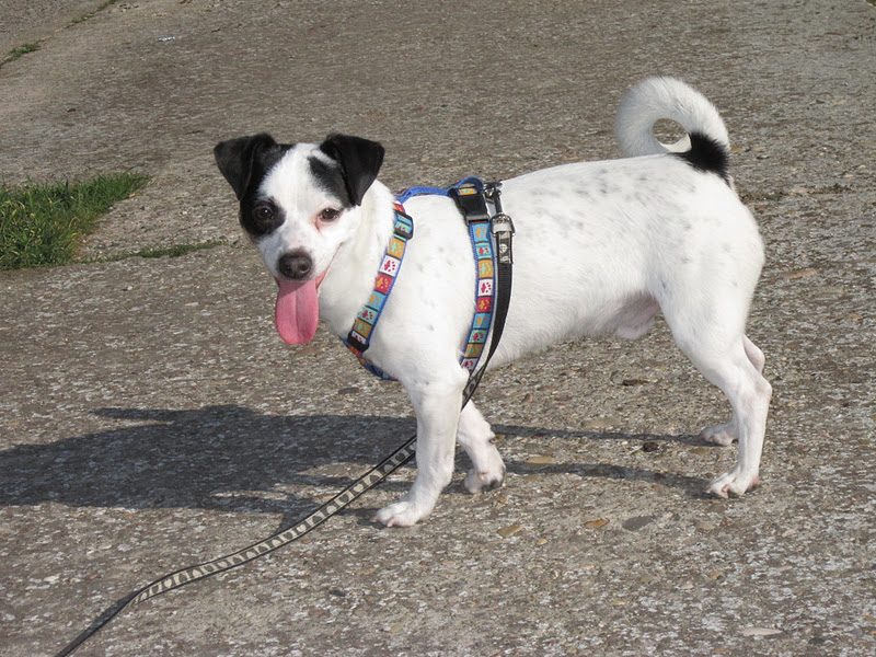 octubre 2012 | El rincon de las mascotas!