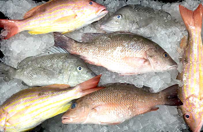 Red Snapper Fish Wholesale - Red Snapper Fish, Red Snapper Fish ...