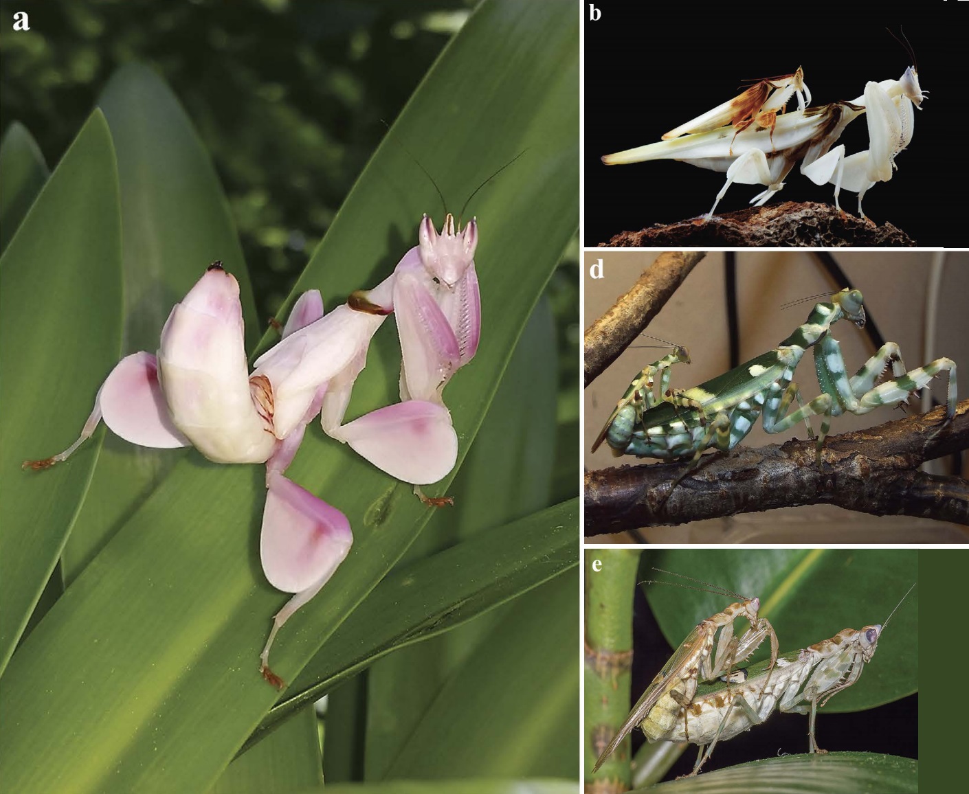 Species New to Science: [Entomology • 2016] Selection for Predation ...