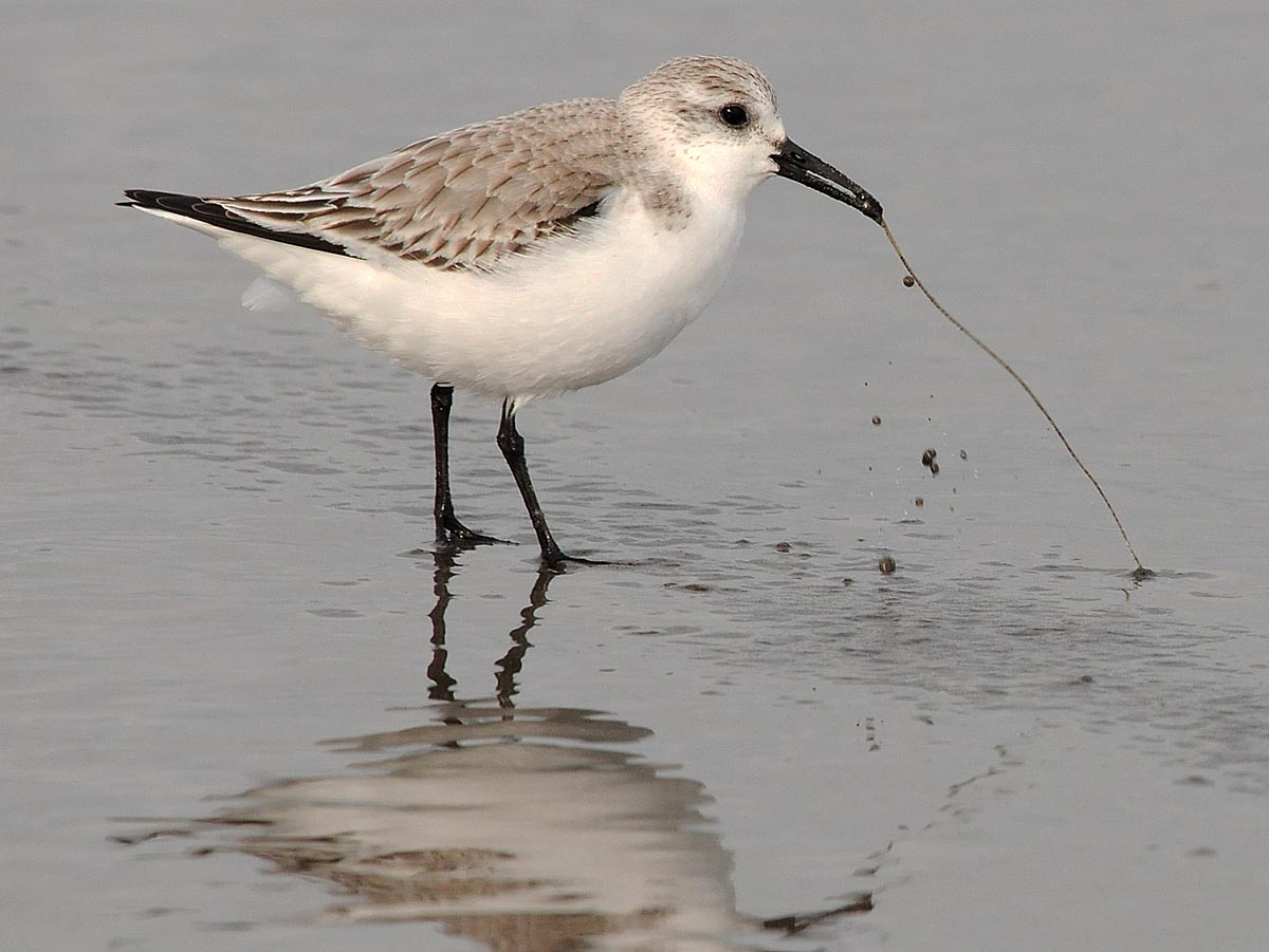 Northwest Nature Notes: SANDERLINGS - BIRDS OF THE BEACH