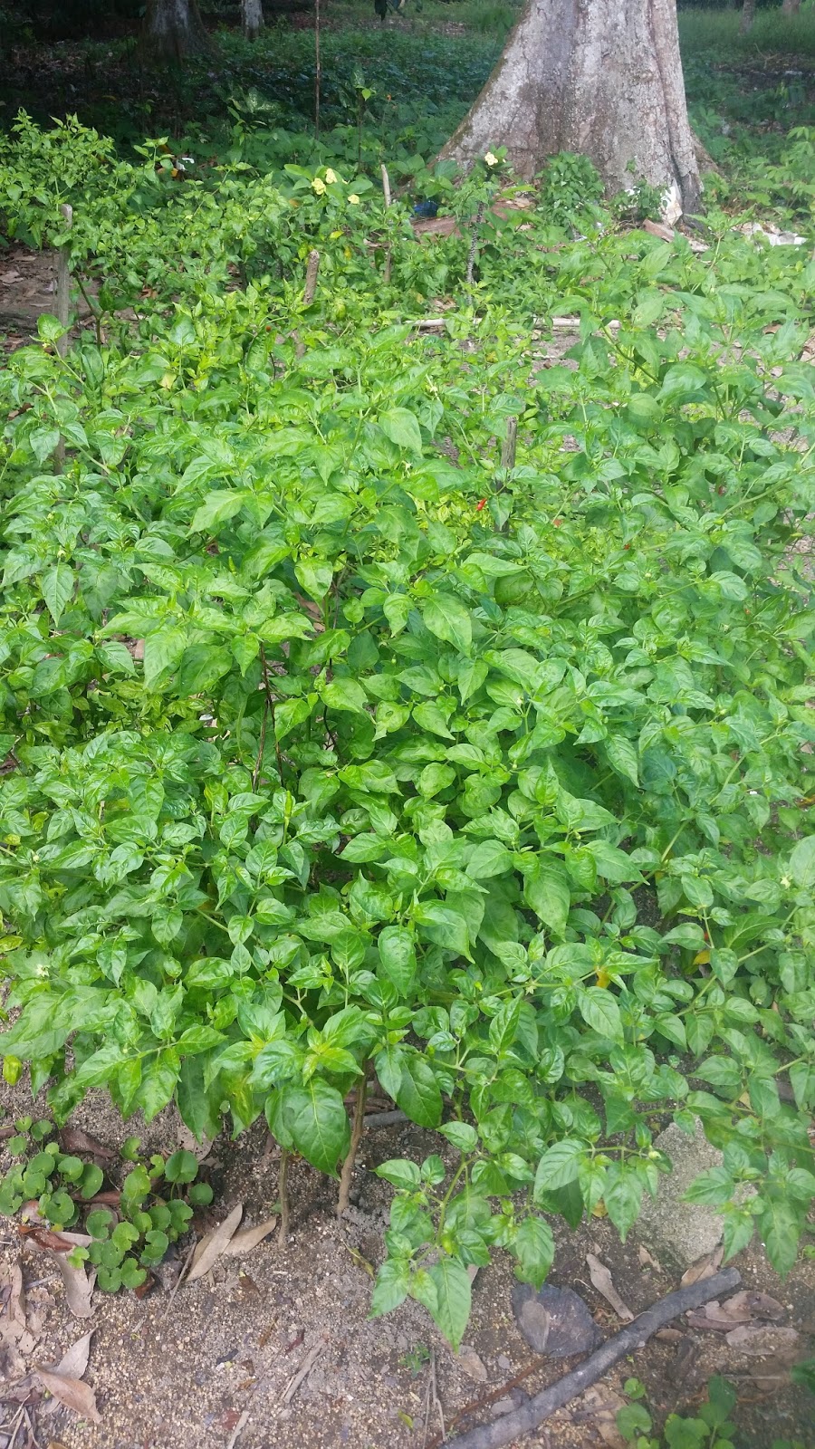 Warisan Petani: Pokok Cili Padi.