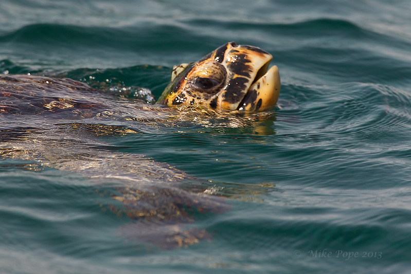 Kuwait Birding: Cormorants and Turtles