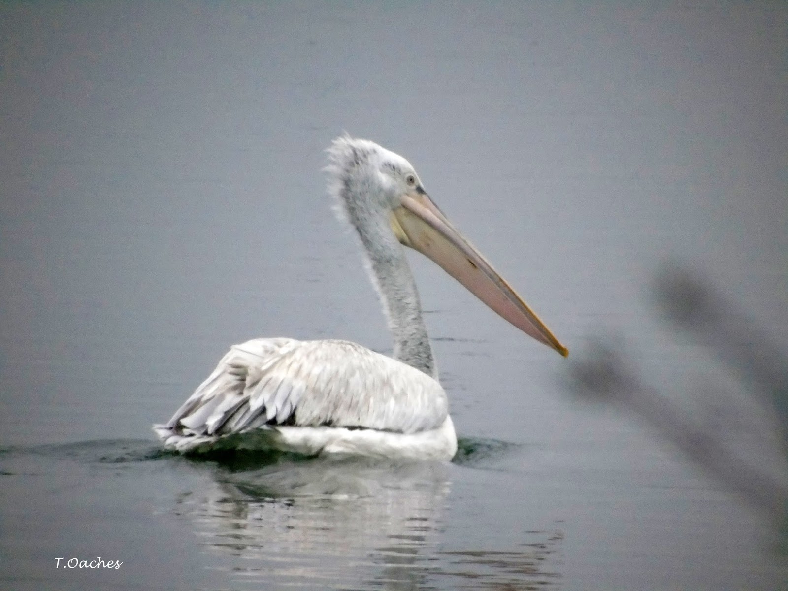 PASARI DIN ROMANIA: pelican cret