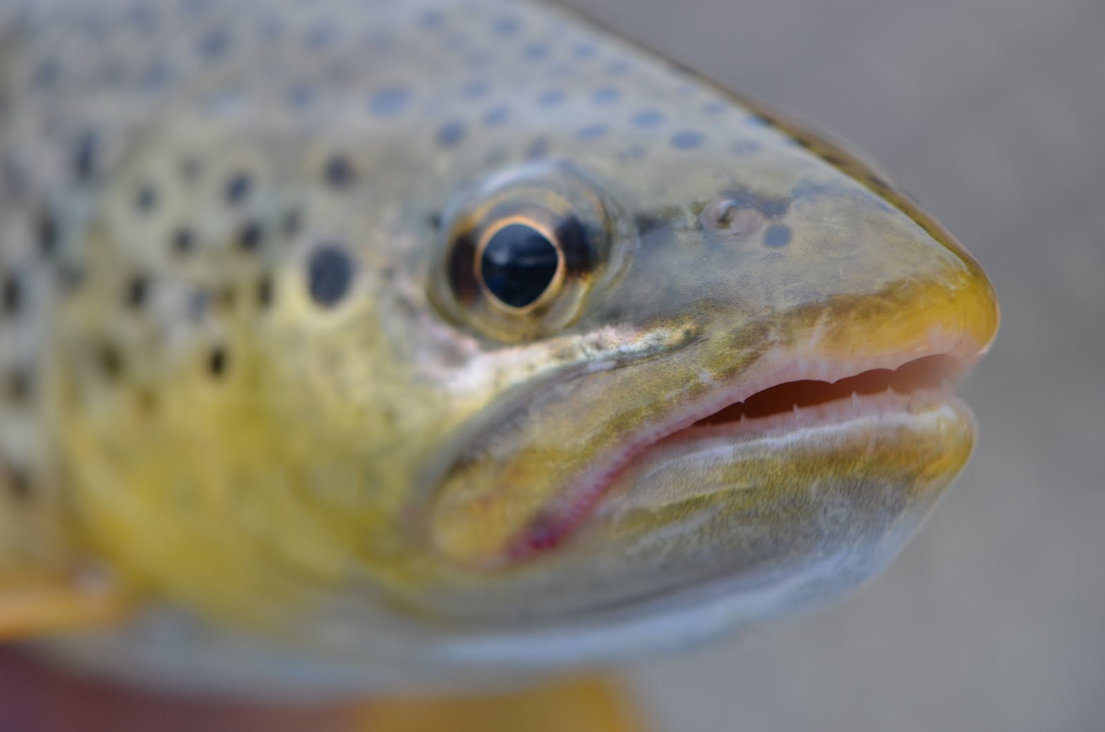 Floatfisher: More Photo's from No-Name Creek