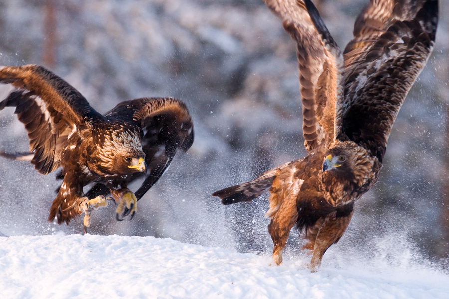 Variety of Life: Aquila