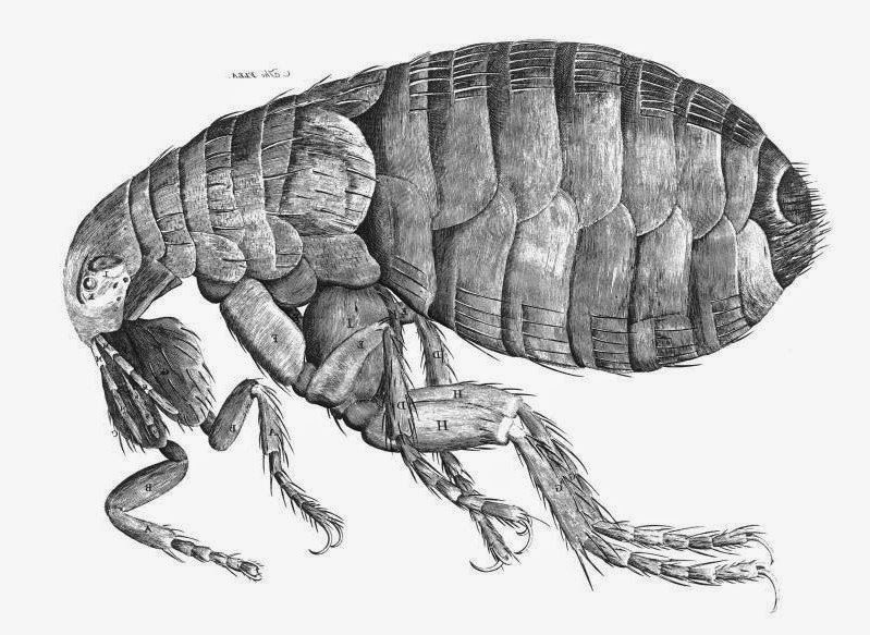 Ecologia de Insetos: Insetos terrestres