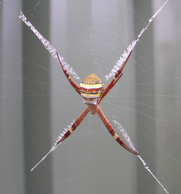 Stoffer Hall: A new species of Sculptor Spiders!
