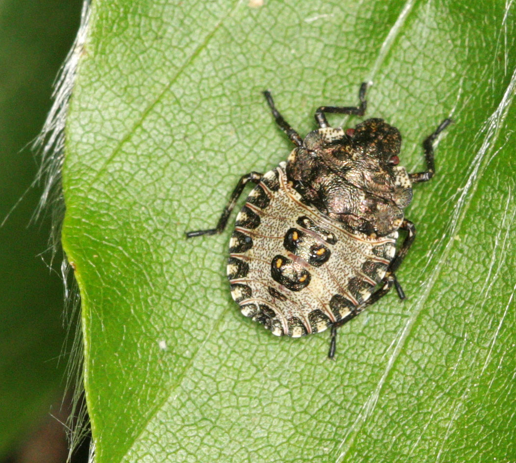 Forest Bug | Naturally