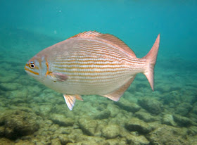 Saltwater Chub Fish