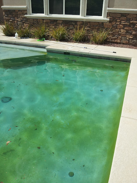 Have Swimming Pool Service Needs?: How to get rid of pool algae