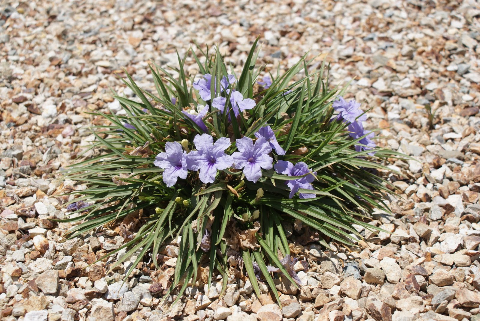 Day By Day: Rosemary and Ruellia