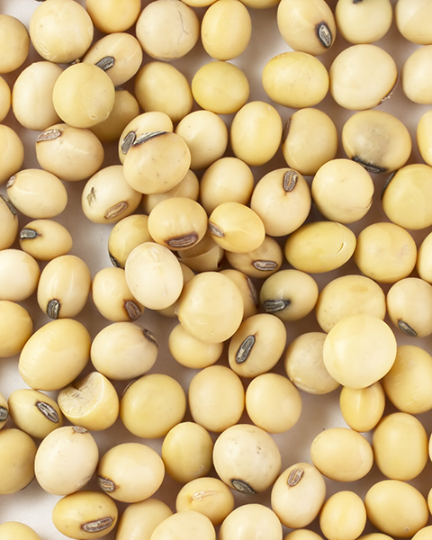 Soja bio origine TOGO, Afrique de l'Ouest