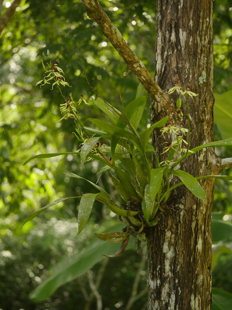 Prosthechea cochleata care and culture | Travaldo's blog