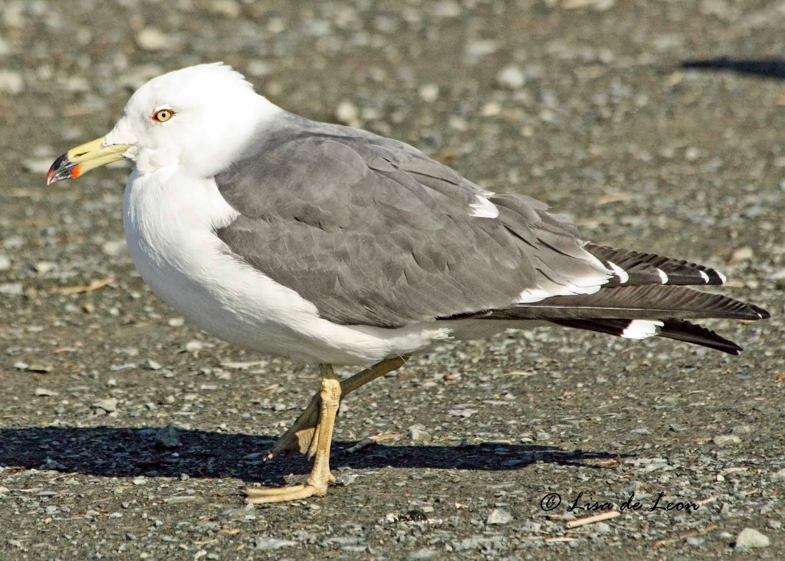 Birding with Lisa de Leon: Post #1000: Gulls of Newfoundland