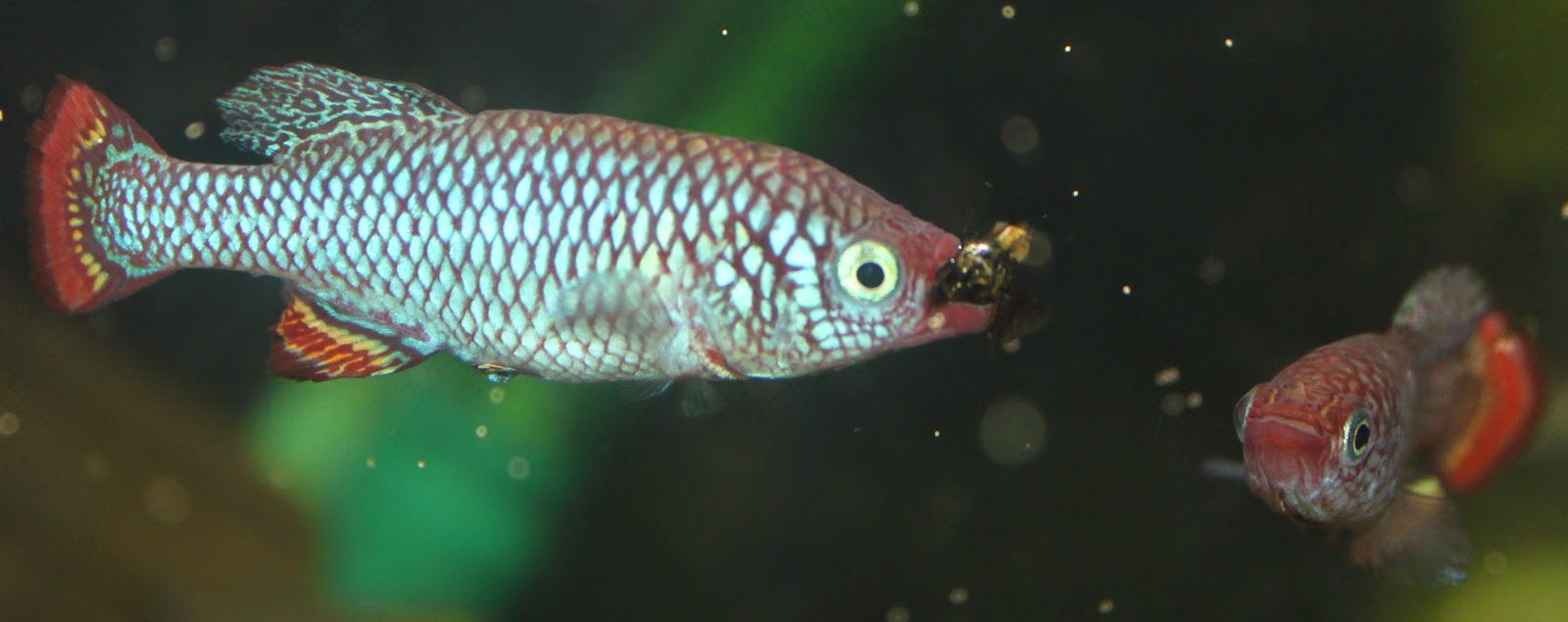 Choose The Right Aquarium Fish Food: Live infusoria, Grindal ...