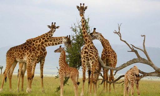 Gambar Jerapah Terbaru | Kumpulan Gambar