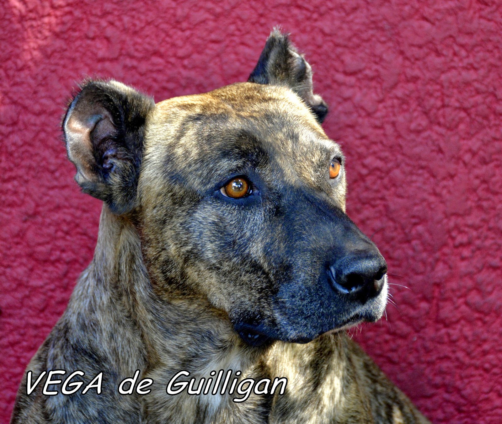 PONCHO BLANCO Criadero de Cimarron Uruguayo